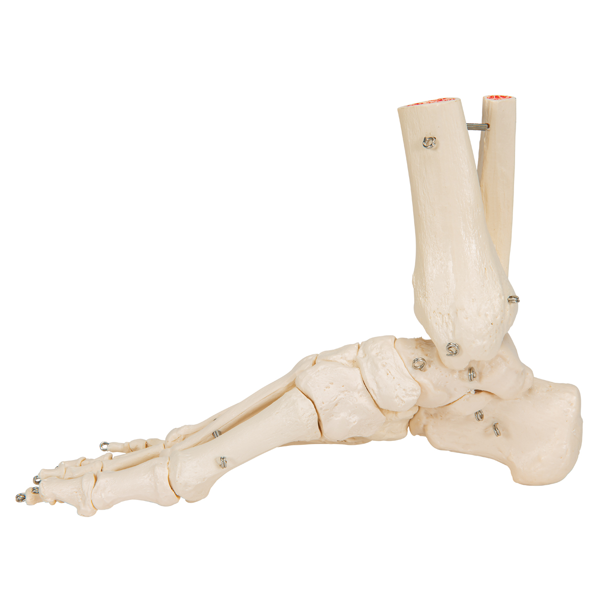Human Foot & Ankle Skeleton, Wire Mounted - 3B Smart Anatomy - SEM Trainers