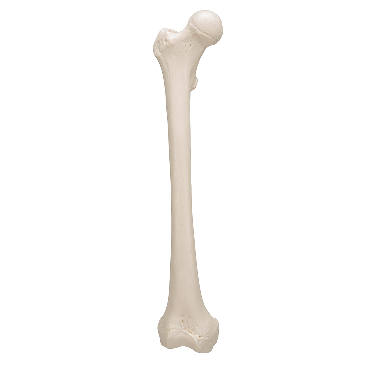 Human Femur - 3B Smart Anatomy - SEM Trainers