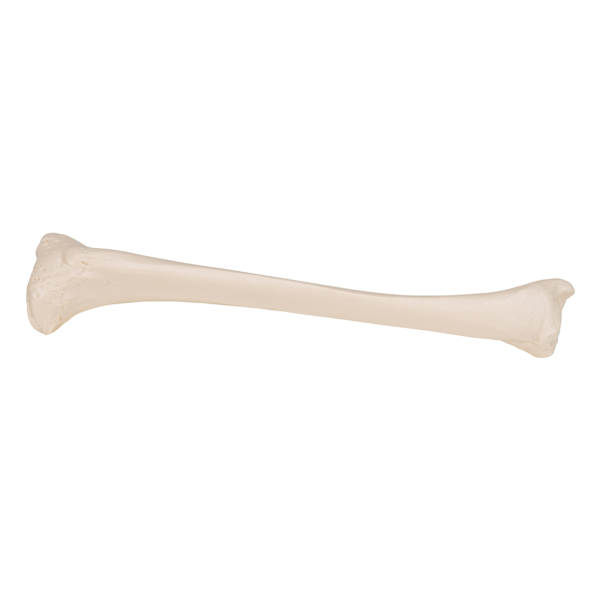 Human Tibia Model- 3B Smart Anatomy - SEM Trainers