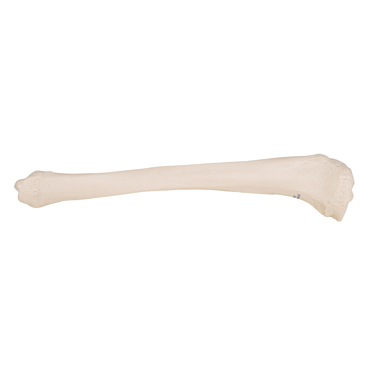 Human Tibia Model- 3B Smart Anatomy - SEM Trainers