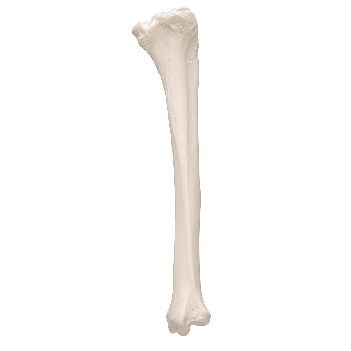 Human Tibia Model- 3B Smart Anatomy - SEM Trainers