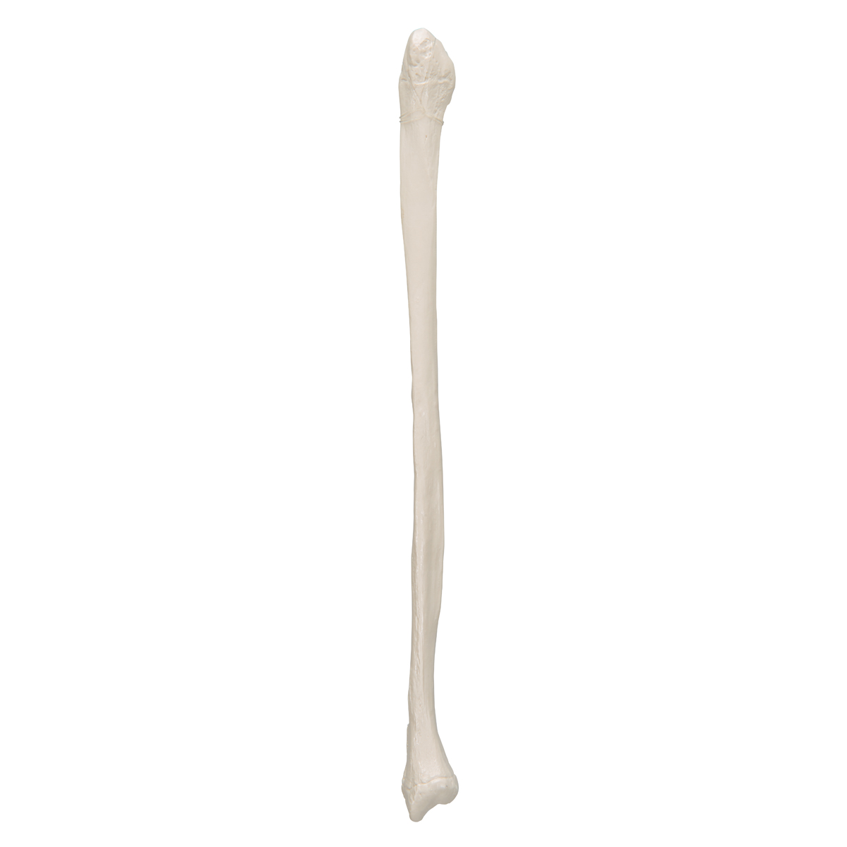 Human Fibula Model - 3B Smart Anatomy - SEM Trainers