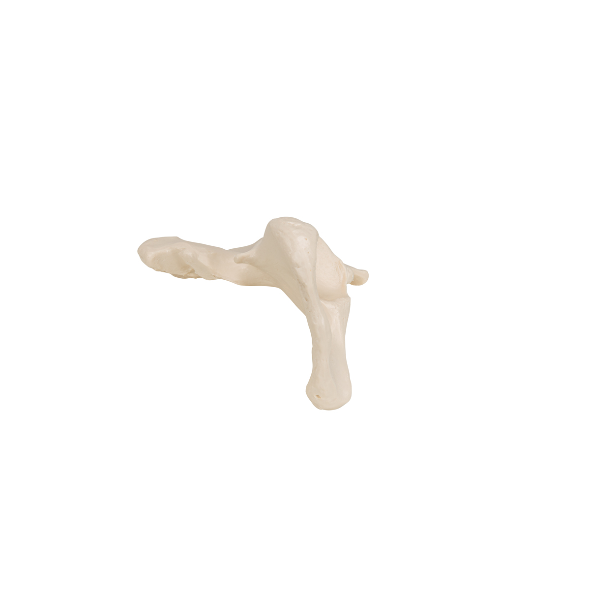 Human Hip Bone Model - 3B Smart Anatomy - SEM Trainers