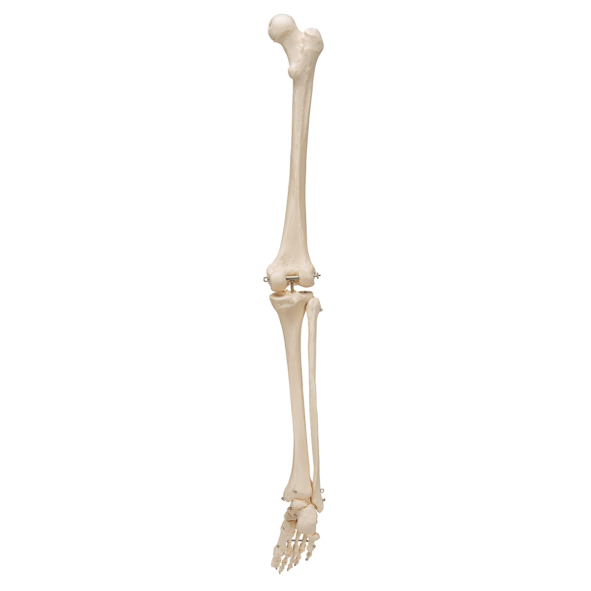 Human Skeleton of Leg with Foot, Wire Mounted - 3B Smart Anatomy - SEM ...