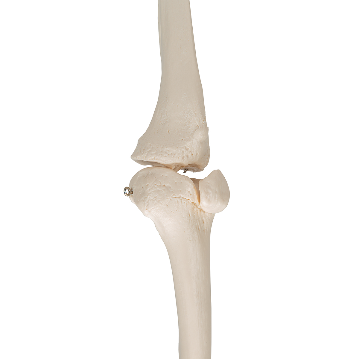 Human Skeleton of Leg with Foot, Wire Mounted - 3B Smart Anatomy - SEM ...