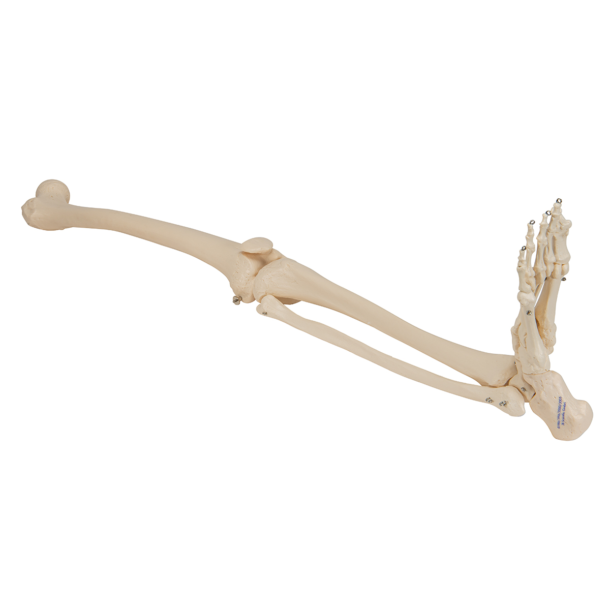 Human Skeleton of Leg with Foot, Wire Mounted - 3B Smart Anatomy - SEM ...