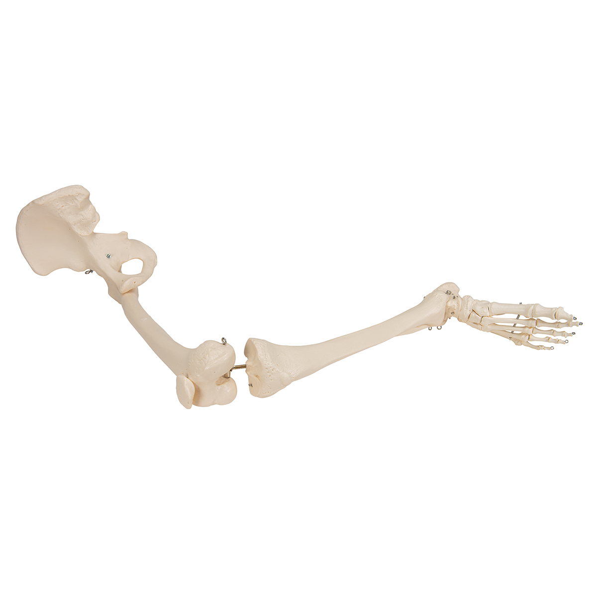 Human Leg Skeleton Model with Hip Bone - 3B Smart Anatomy - SEM Trainers