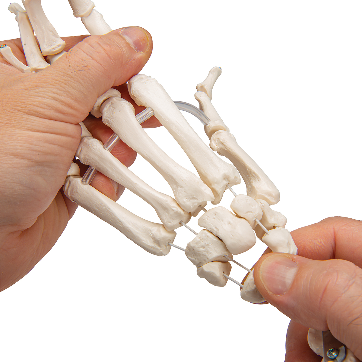 Human Hand Skeleton Model with Ulna & Radius, Elastic Mounted String ...