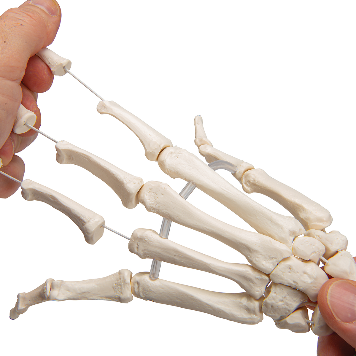 Human Hand Skeleton Model with Ulna & Radius, Elastic Mounted String ...