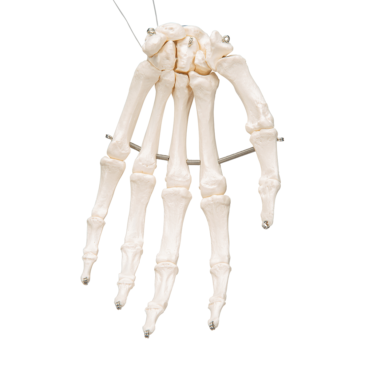 Human Hand Skeleton Model, Wire Mounted - 3B Smart Anatomy - SEM Trainers