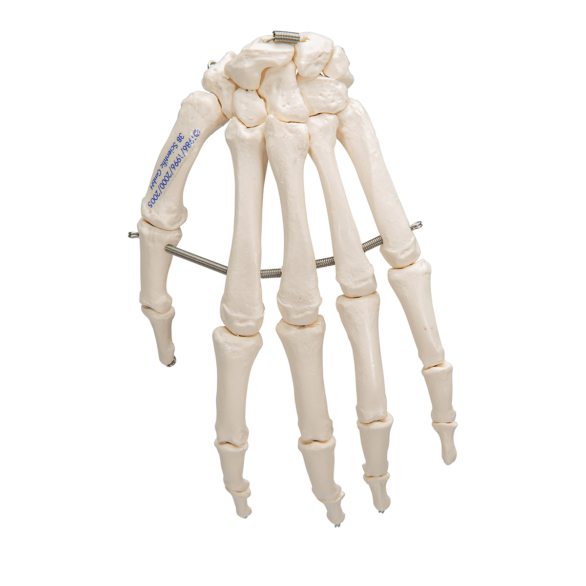 Human Hand Skeleton Model, Wire Mounted - 3B Smart Anatomy - SEM Trainers