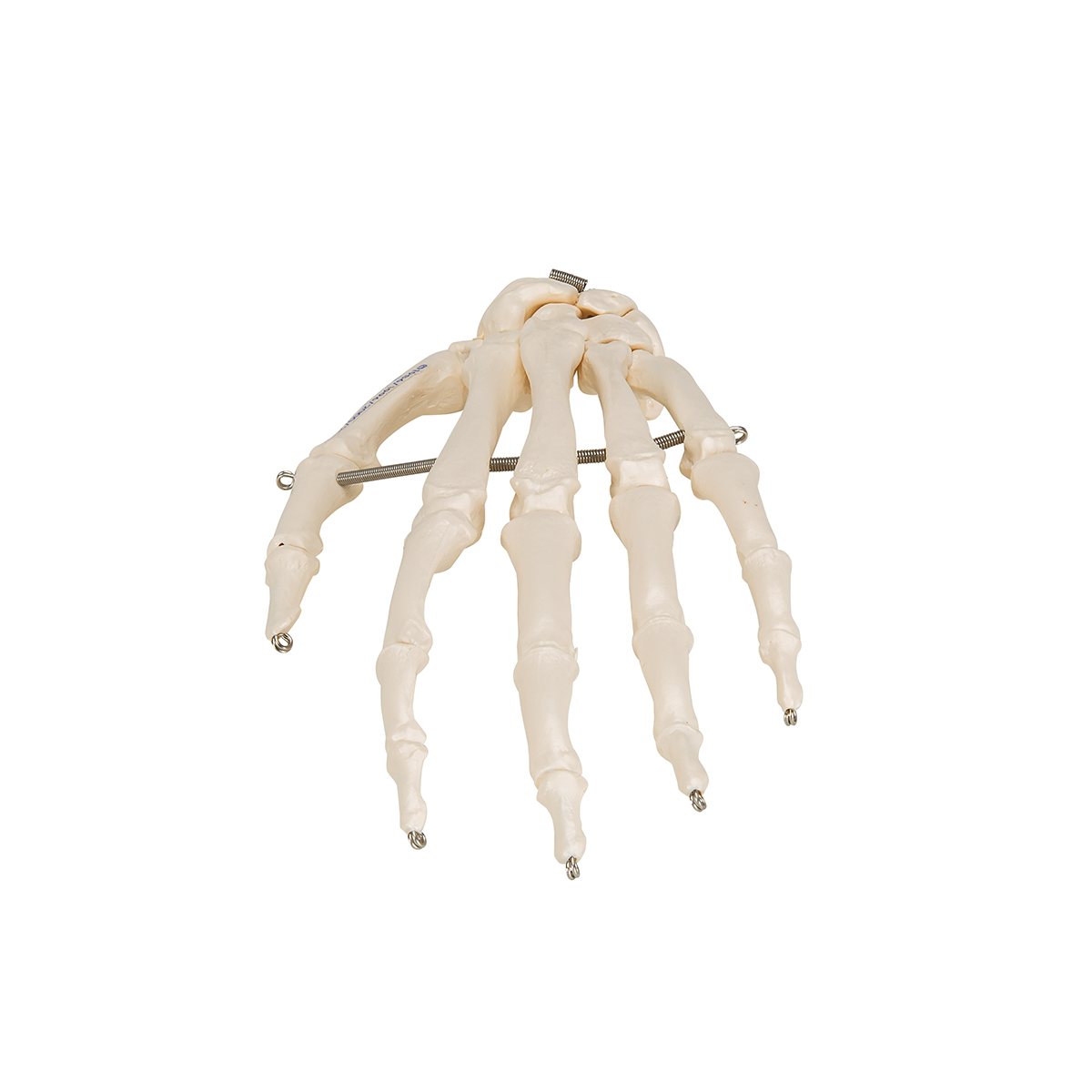 Human Hand Skeleton Model, Wire Mounted - 3B Smart Anatomy - SEM Trainers