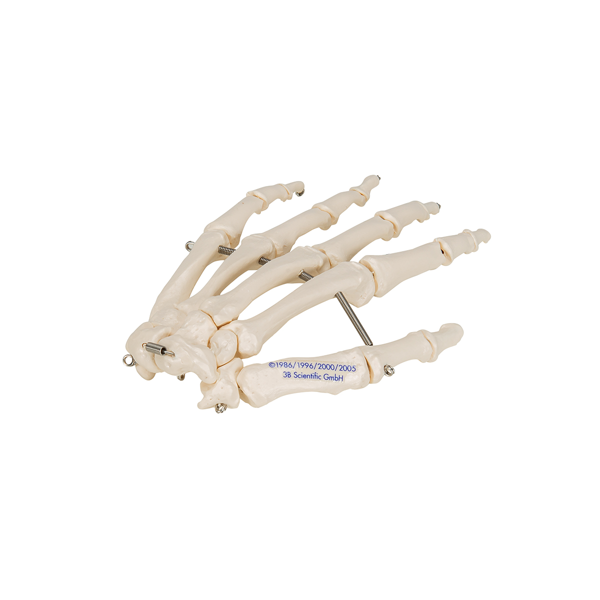 Human Hand Skeleton Model, Wire Mounted - 3B Smart Anatomy - SEM Trainers