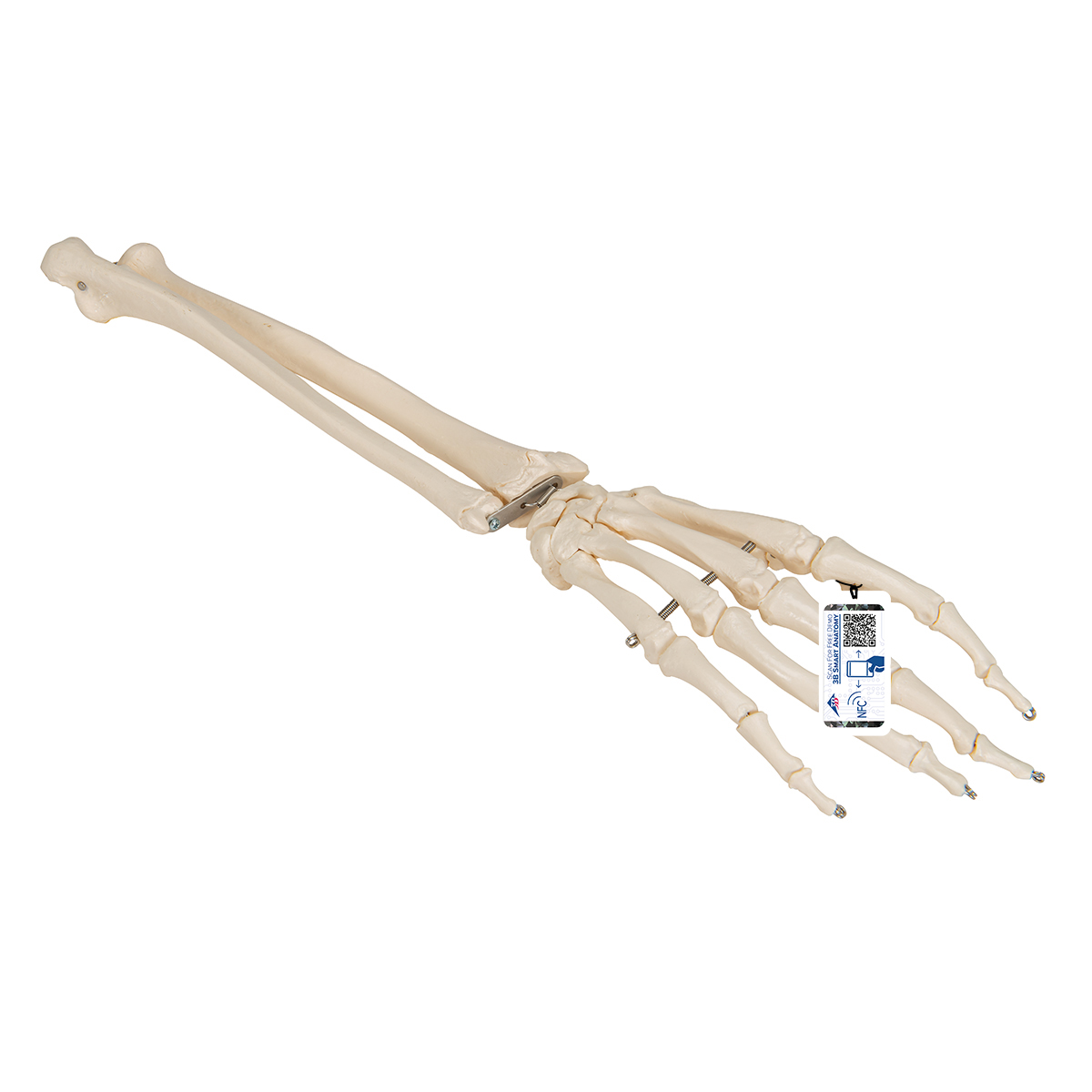 Human Hand Skeleton Model with Ulna & Radius, Wire Mounted - 3B Smart ...