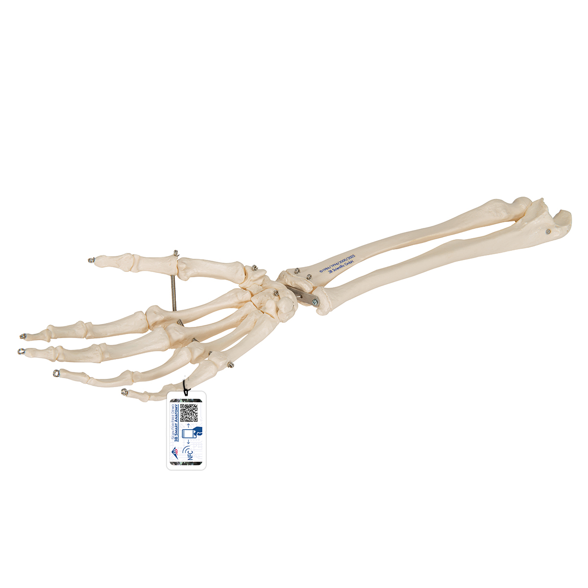 Human Hand Skeleton Model with Ulna & Radius, Wire Mounted - 3B Smart ...