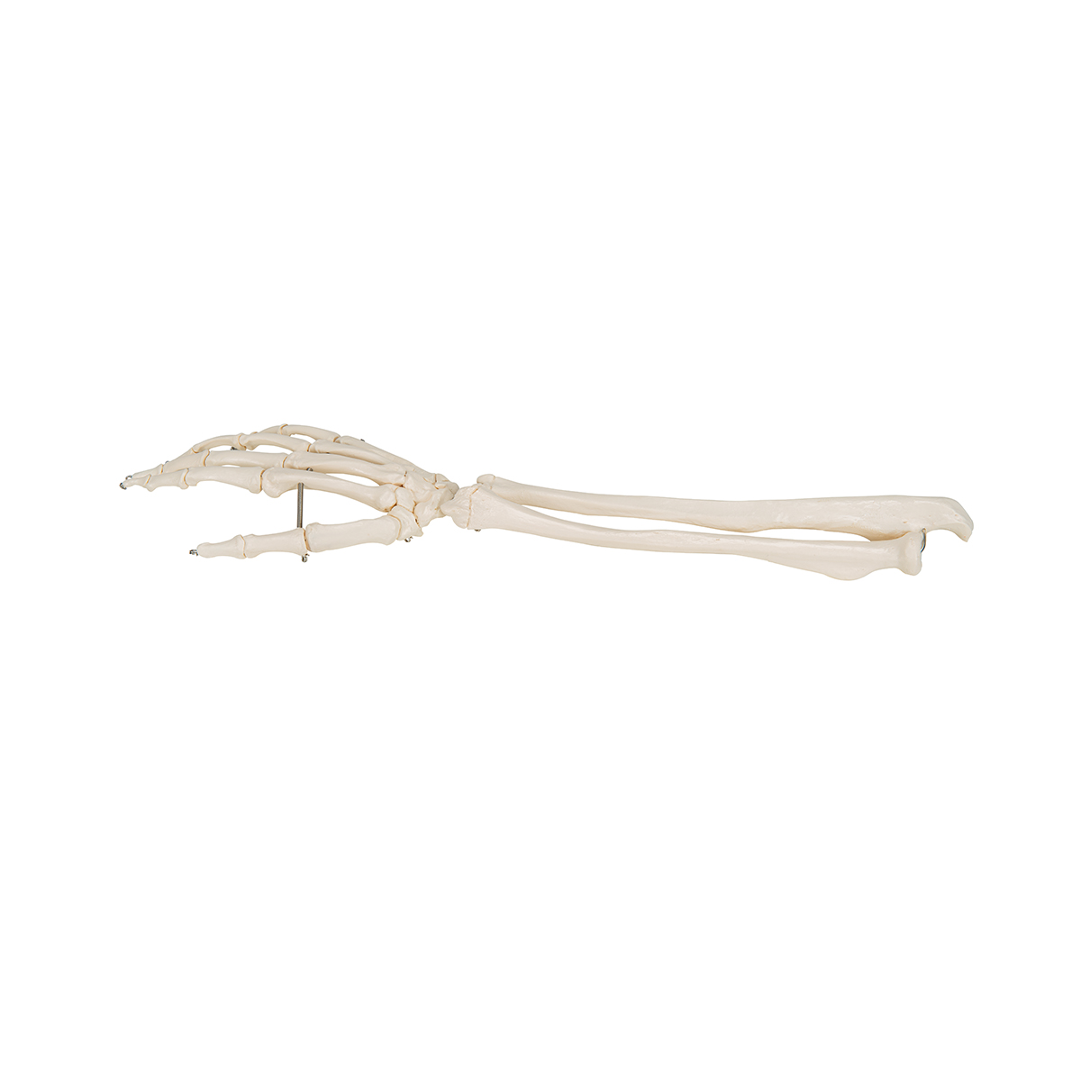 Human Hand Skeleton Model with Ulna & Radius, Wire Mounted - 3B Smart ...
