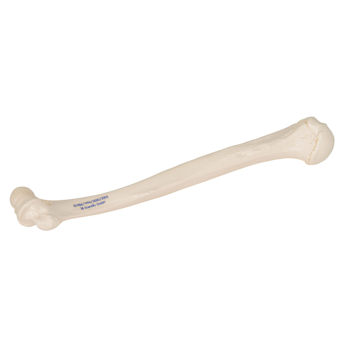 Human Humerus Model - 3B Smart Anatomy - SEM Trainers