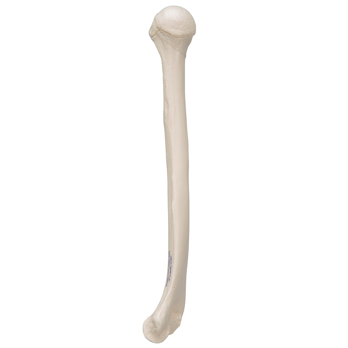 Human Humerus Model - 3B Smart Anatomy - SEM Trainers