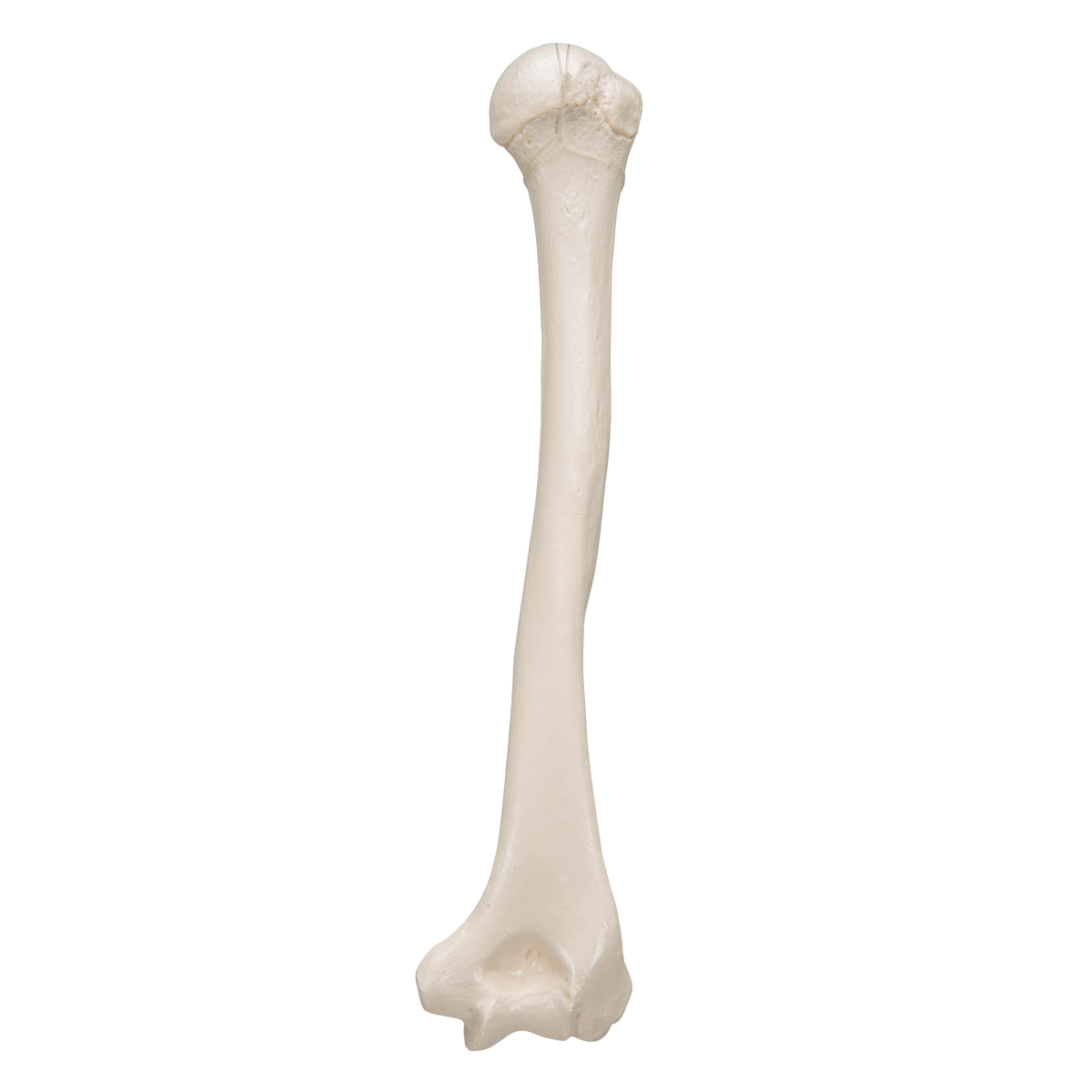 Human Humerus Model - 3B Smart Anatomy - SEM Trainers