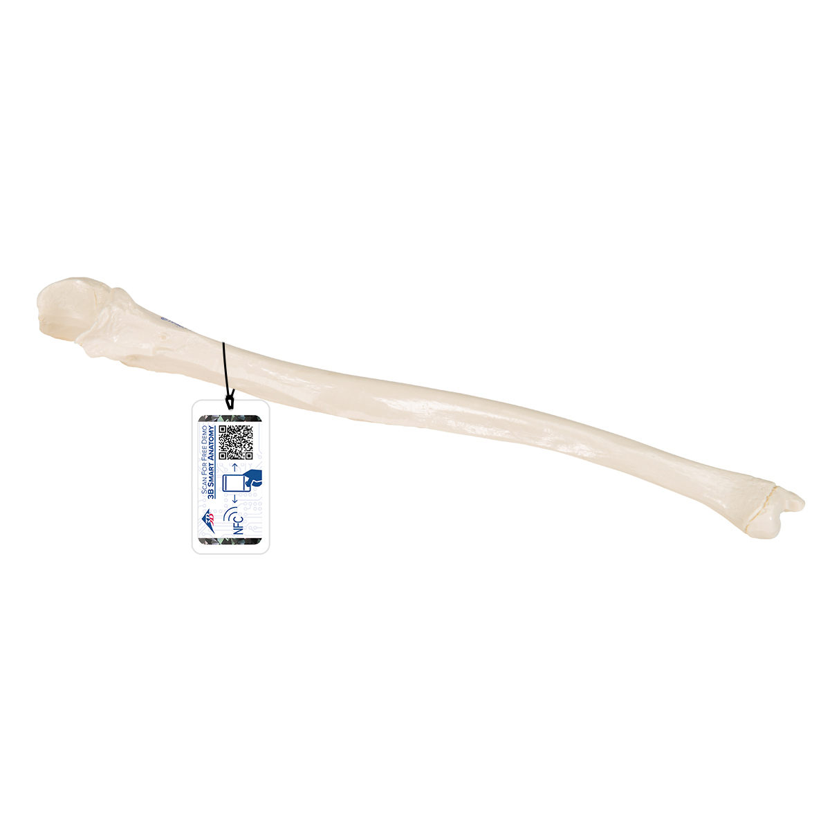 Human Ulna Model - 3B Smart Anatomy - SEM Trainers