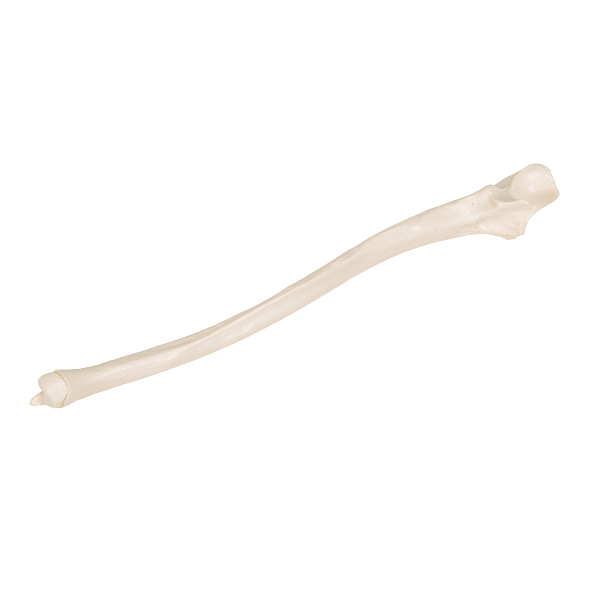 Human Ulna Model - 3B Smart Anatomy - SEM Trainers