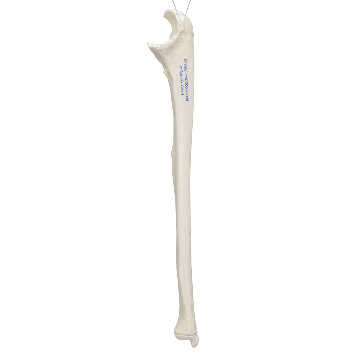 Human Ulna Model - 3B Smart Anatomy - SEM Trainers