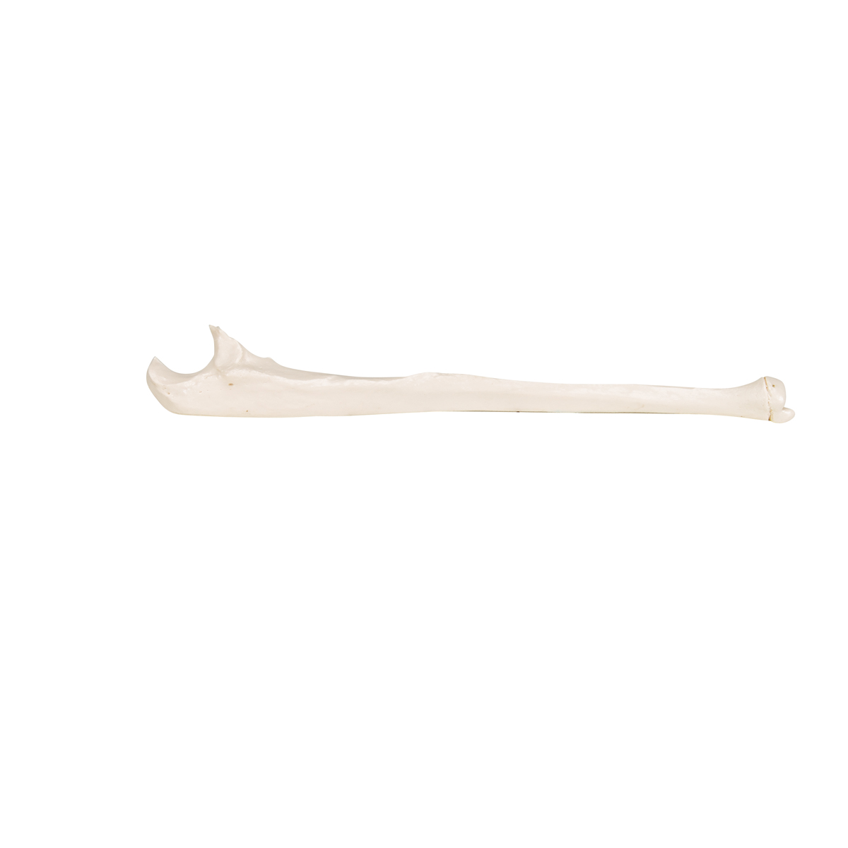 Human Ulna Model - 3B Smart Anatomy - SEM Trainers