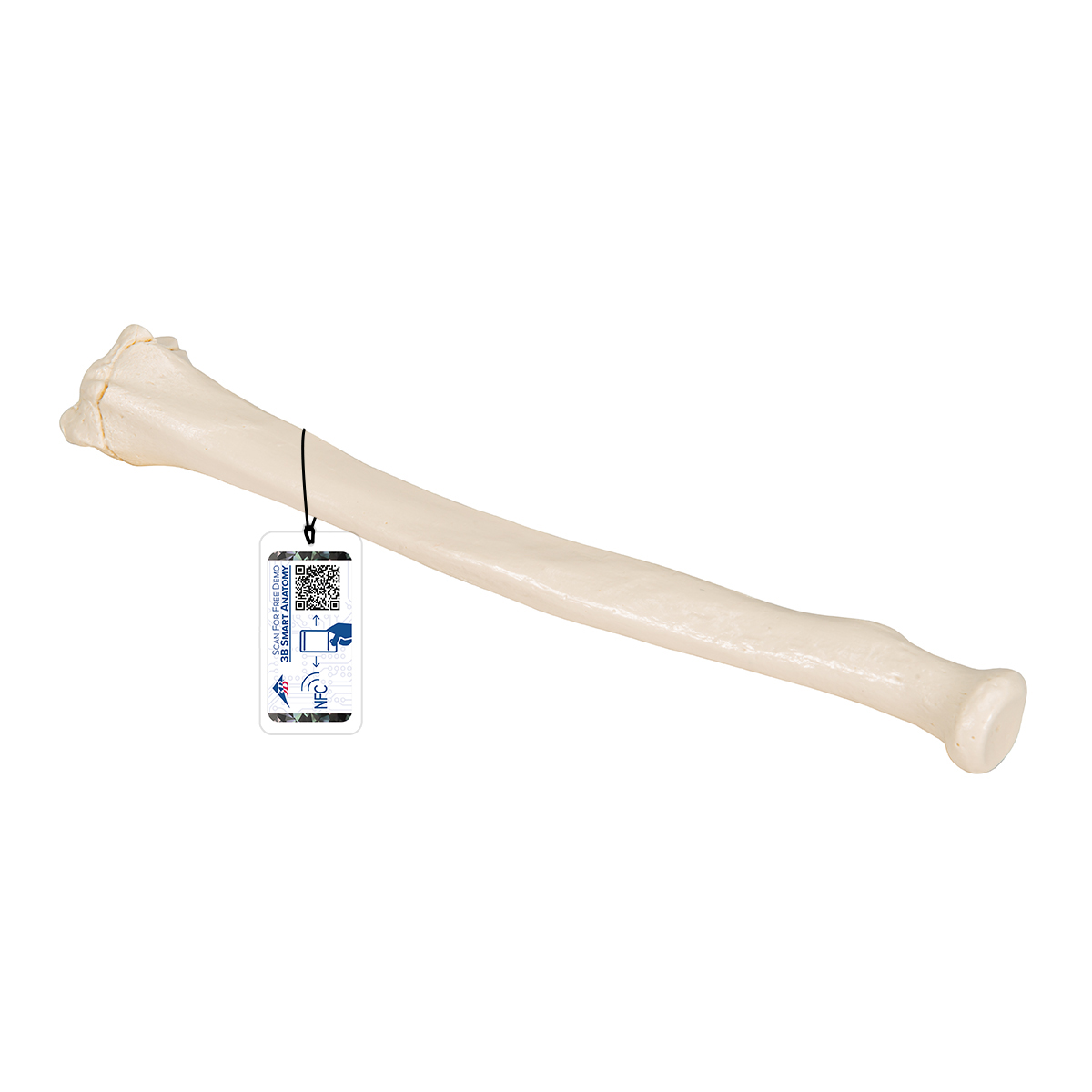 Human Radius Model - 3B Smart Anatomy - SEM Trainers