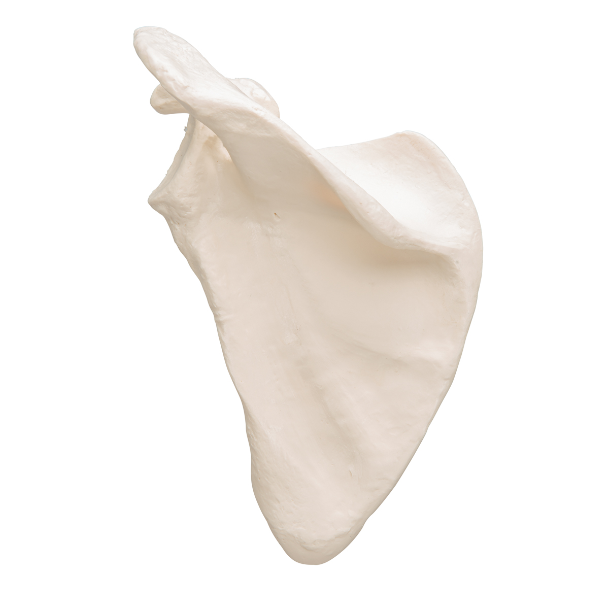 Human Scapula Model - 3B Smart Anatomy - SEM Trainers