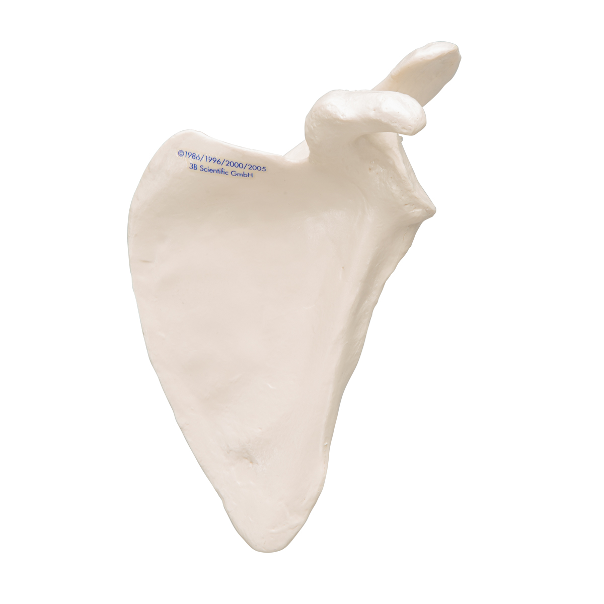 Human Scapula Model - 3B Smart Anatomy - SEM Trainers