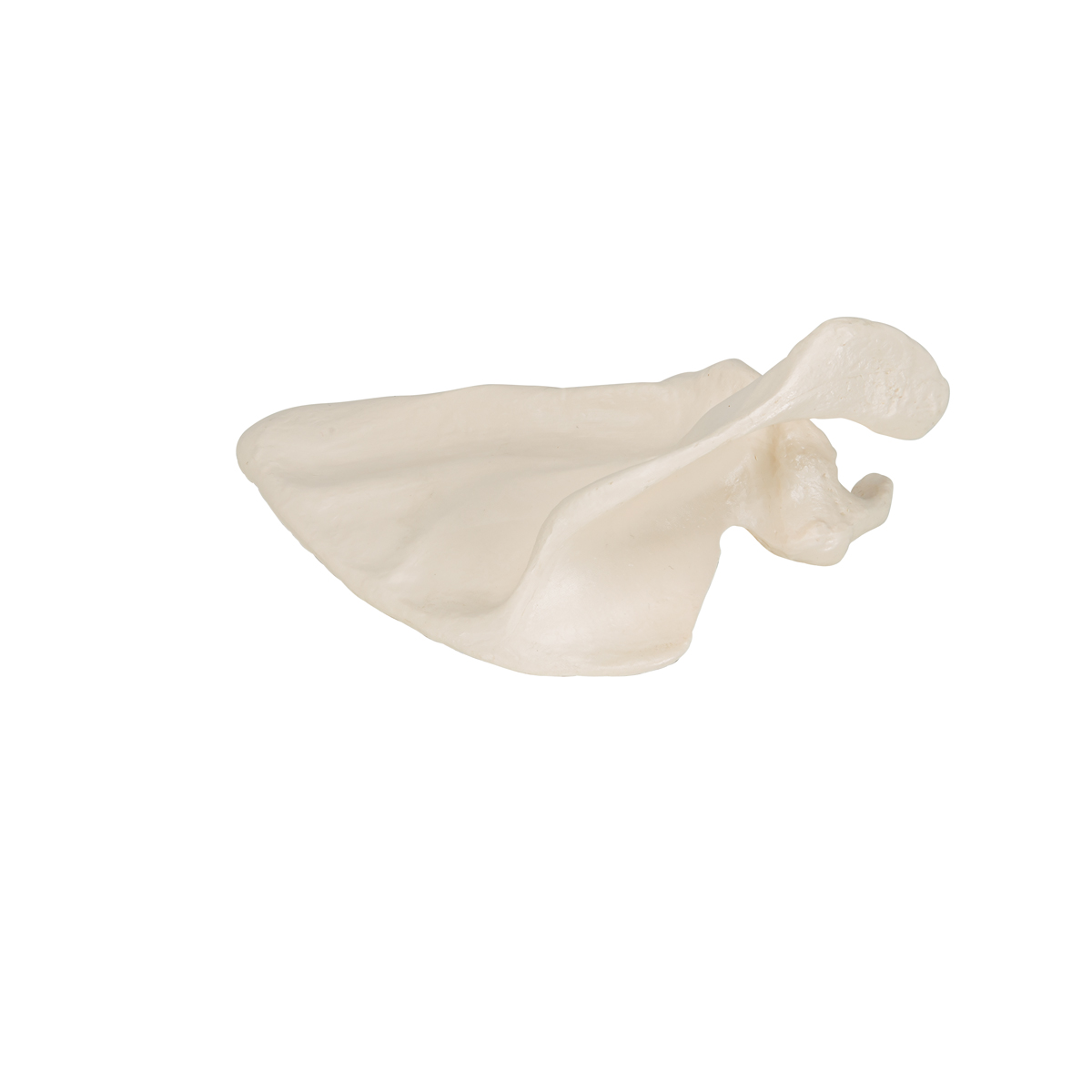 Human Scapula Model - 3B Smart Anatomy - SEM Trainers