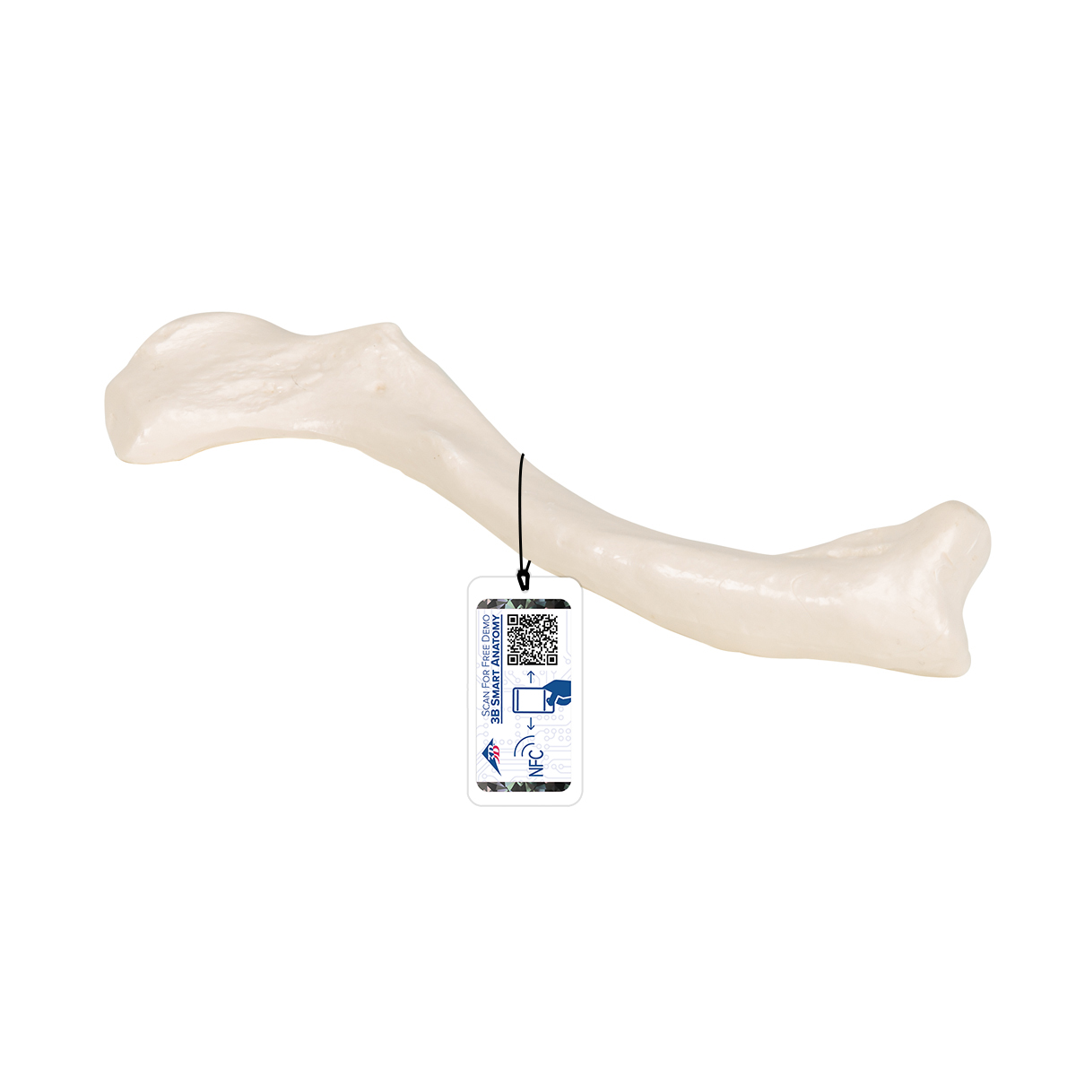 Human Clavicle Model - 3B Smart Anatomy - SEM Trainers