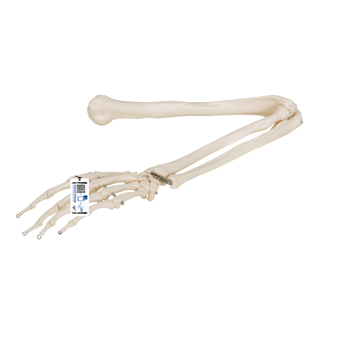 Human Arm Skeleton Model, Wire Mounted - 3B Smart Anatomy - SEM Trainers