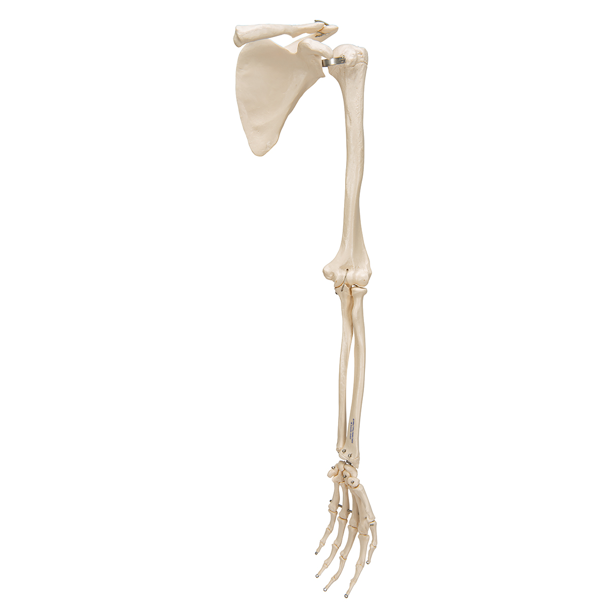 Human Arm Skeleton Model with Scapula & Clavicle - 3B Smart Anatomy ...