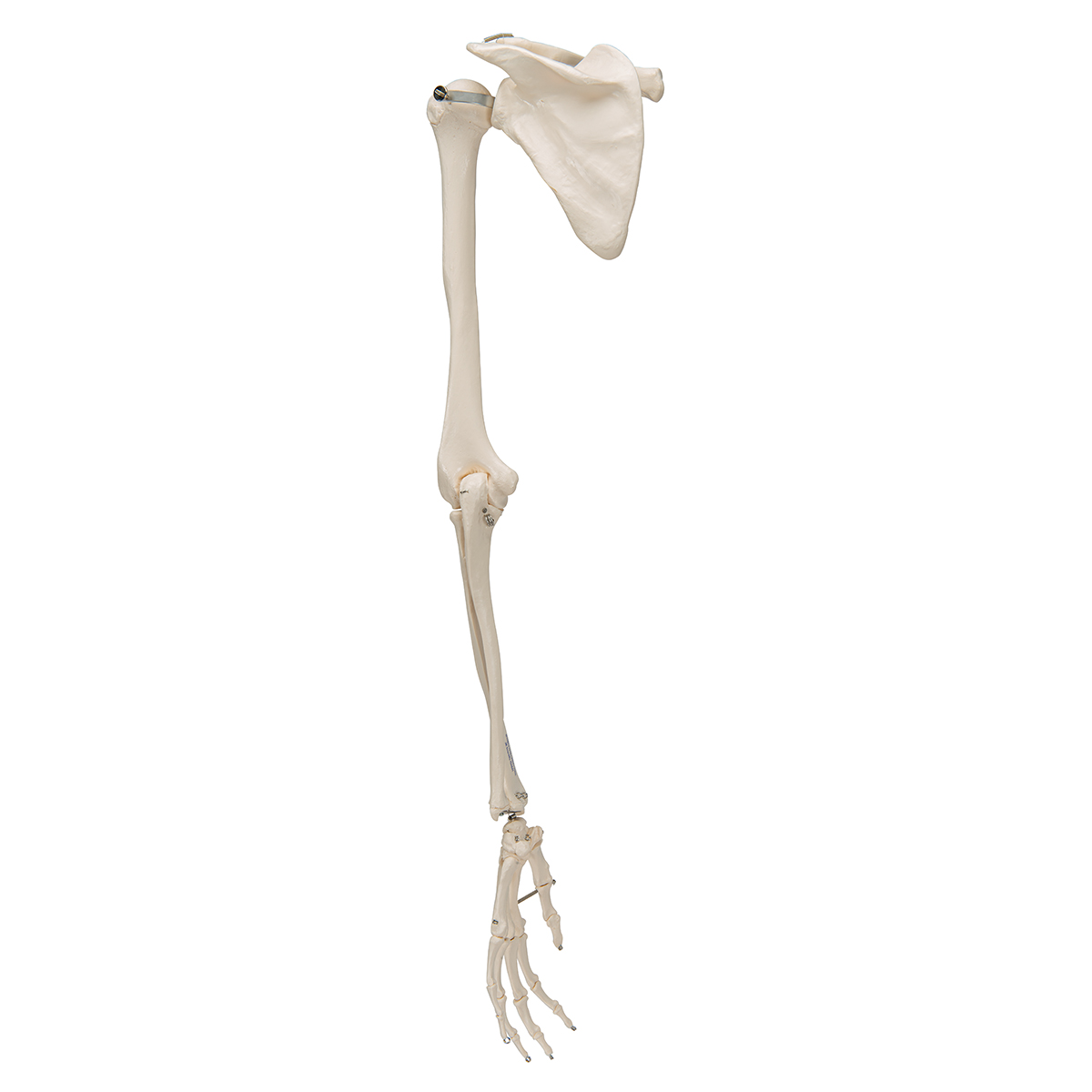 Human Arm Skeleton Model with Scapula & Clavicle - 3B Smart Anatomy ...