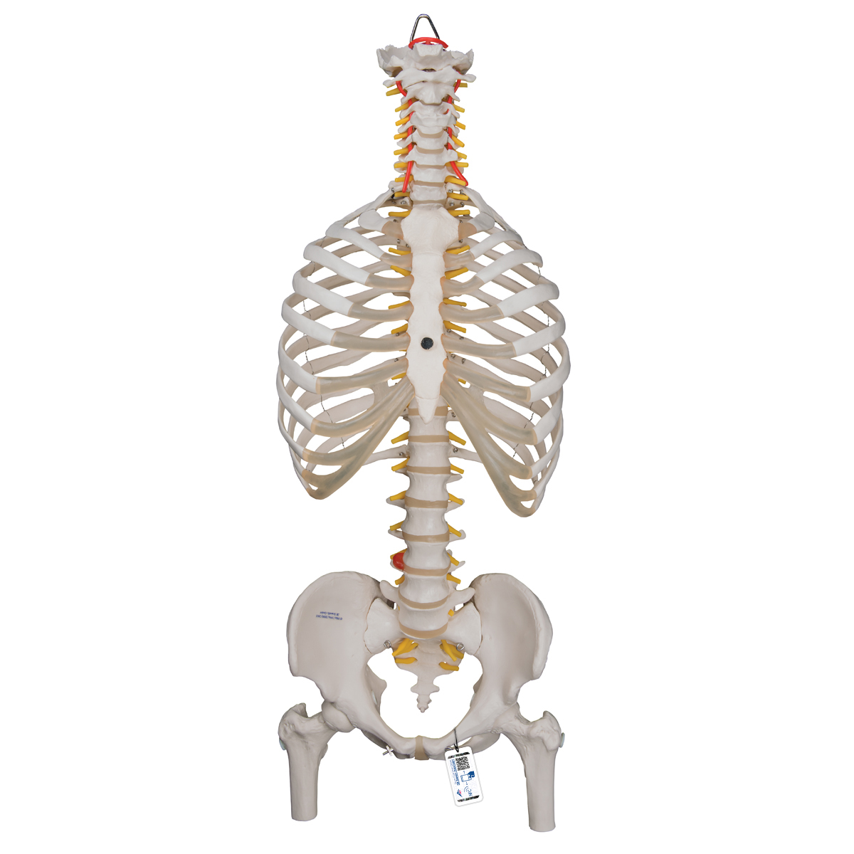 Classic Flexible Human Spine Model with Ribs & Femur Heads - 3B Smart ...