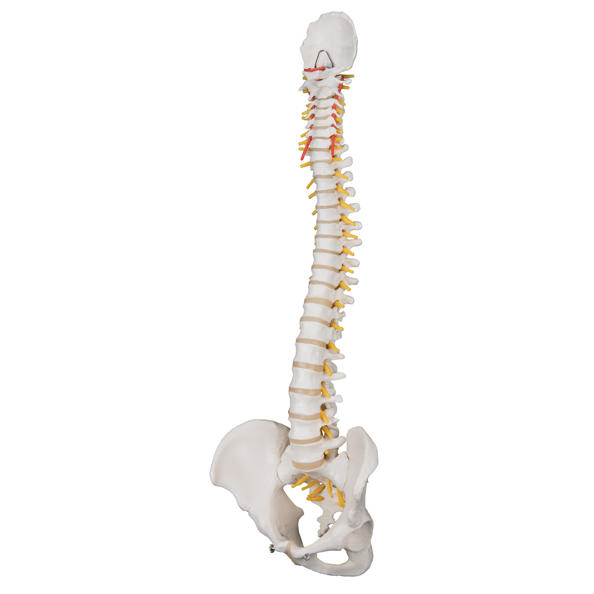Classic Flexible Human Spine Model - 3B Smart Anatomy - SEM Trainers