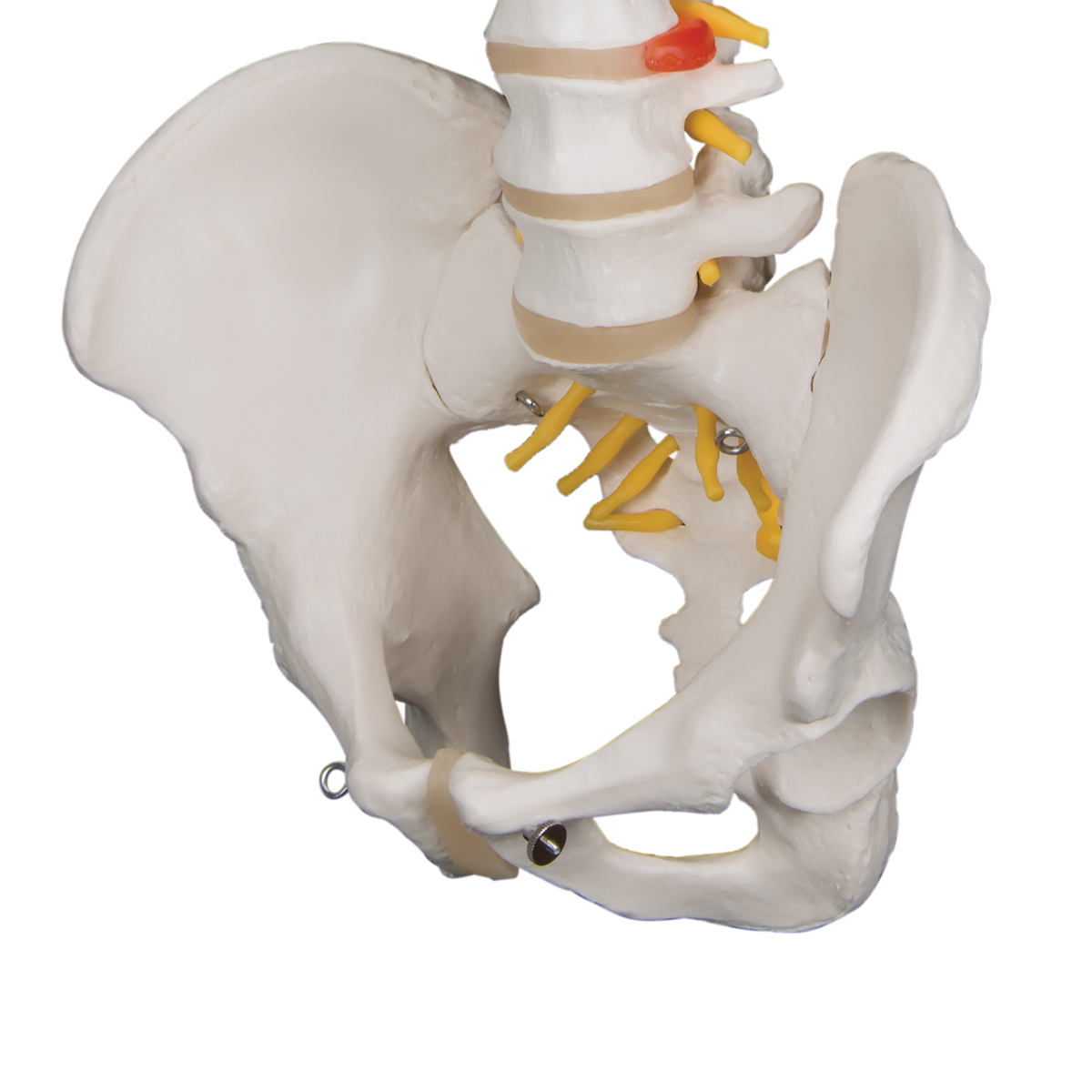 Classic Flexible Human Spine Model - 3B Smart Anatomy - SEM Trainers