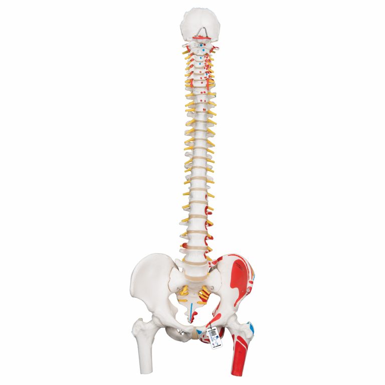 Human Spine Models Archives - SEM Trainers