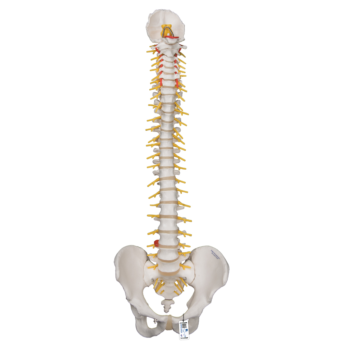 Deluxe Flexible Human Spine Model with Sacral Opening - 3B Smart ...