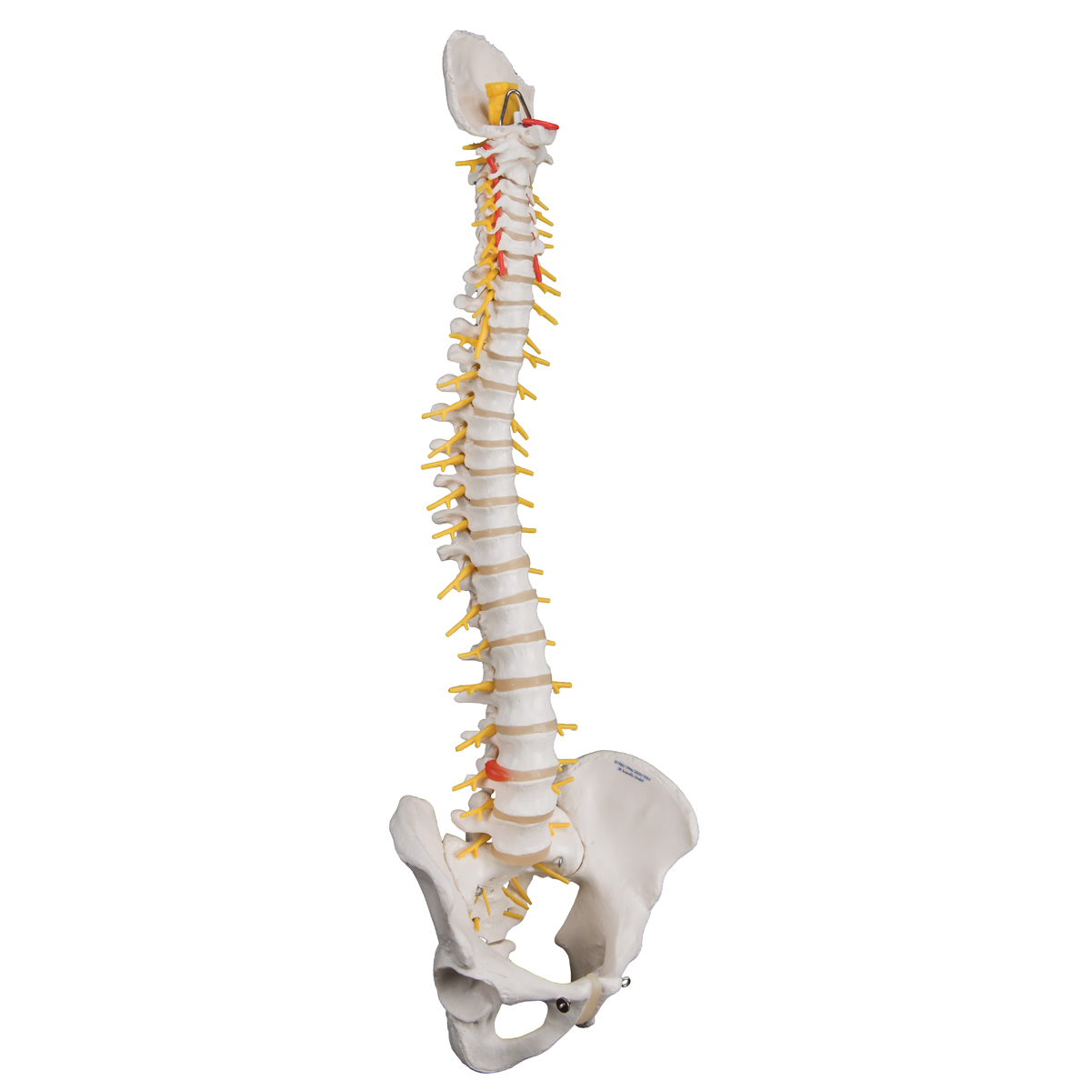 Deluxe Flexible Human Spine Model with Sacral Opening - 3B Smart ...