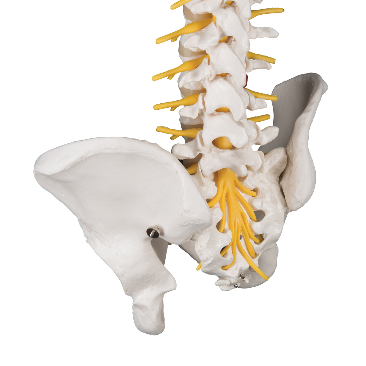 Deluxe Flexible Human Spine Model with Sacral Opening - 3B Smart ...