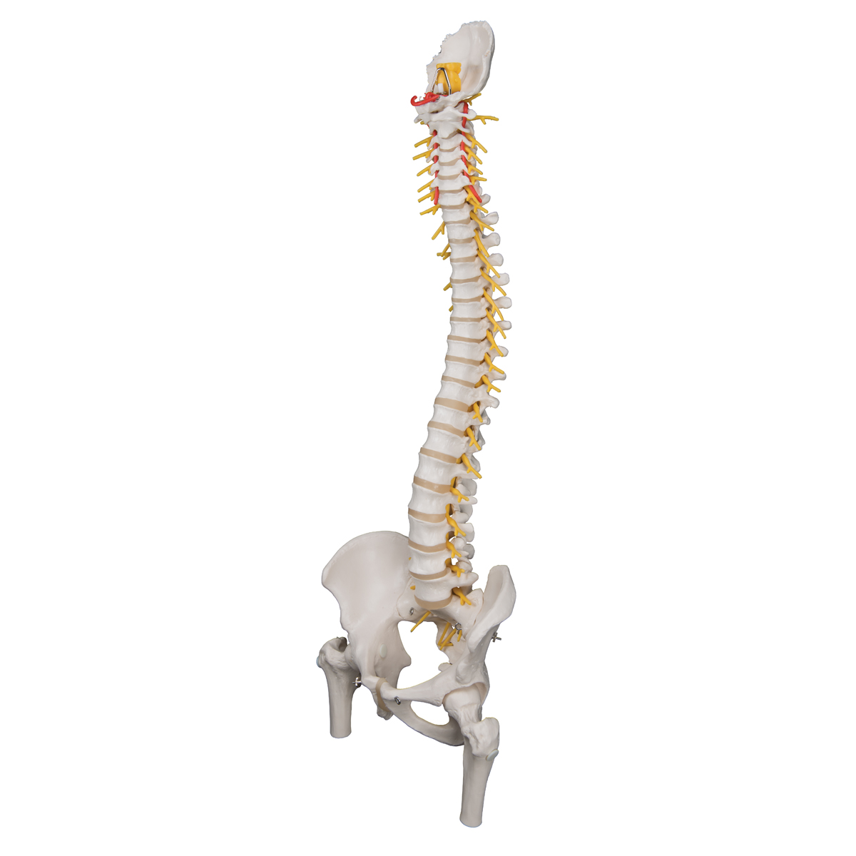 Deluxe Flexible Human Spine Model with Femur Heads & Sacral Opening ...