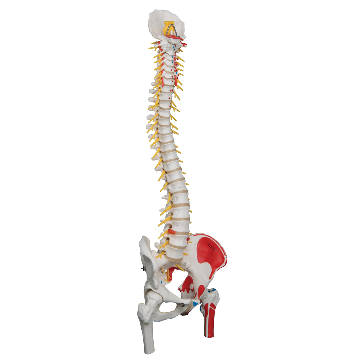 Deluxe Flexible Spine Model with Femur Heads, Painted Muscles & Sacral ...
