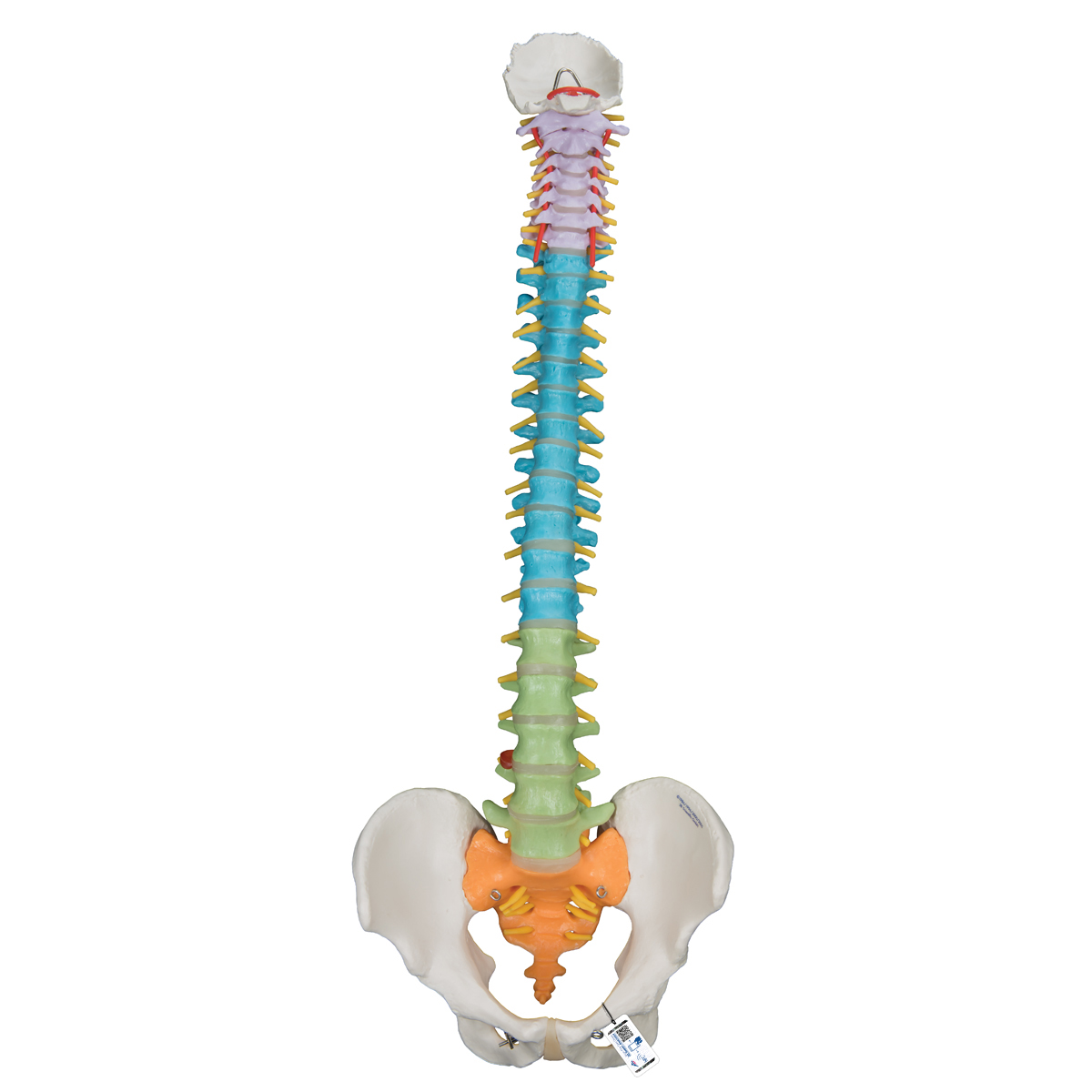 Didactic Flexible Human Spine Model - 3B Smart Anatomy - SEM Trainers