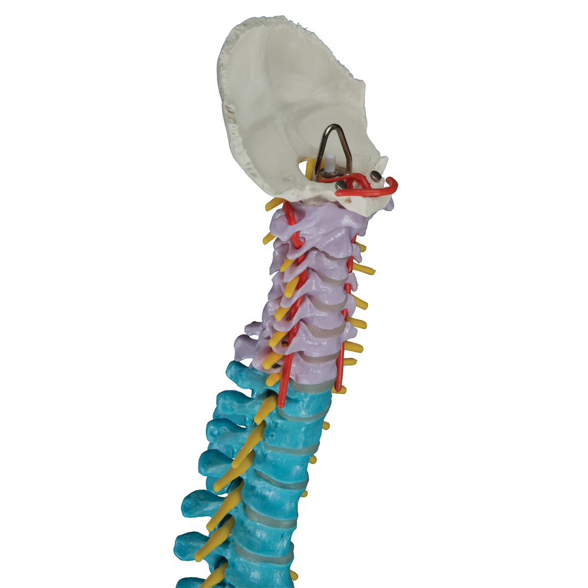 Didactic Flexible Human Spine Model - 3B Smart Anatomy - SEM Trainers