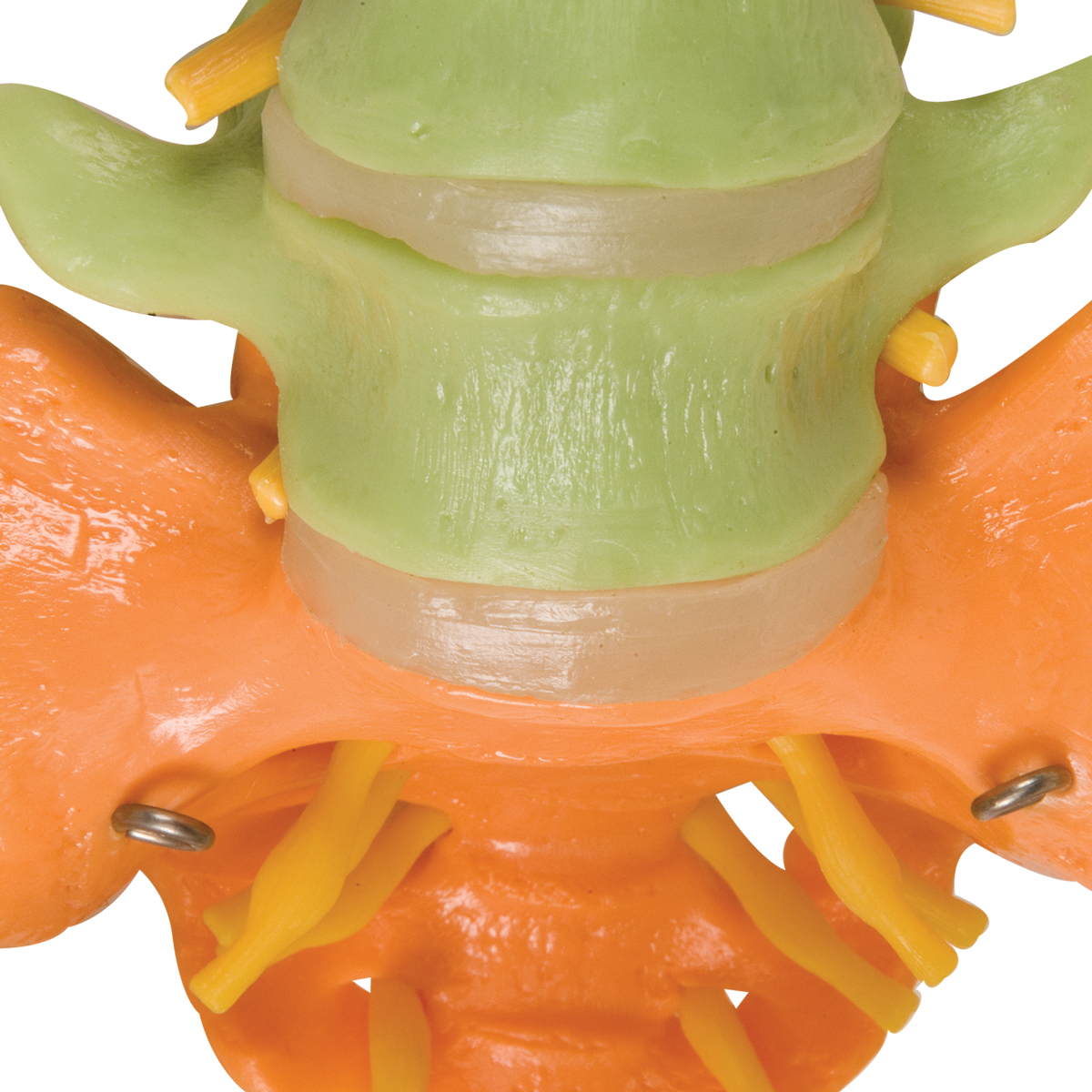 Didactic Flexible Human Spine Model - 3B Smart Anatomy - SEM Trainers