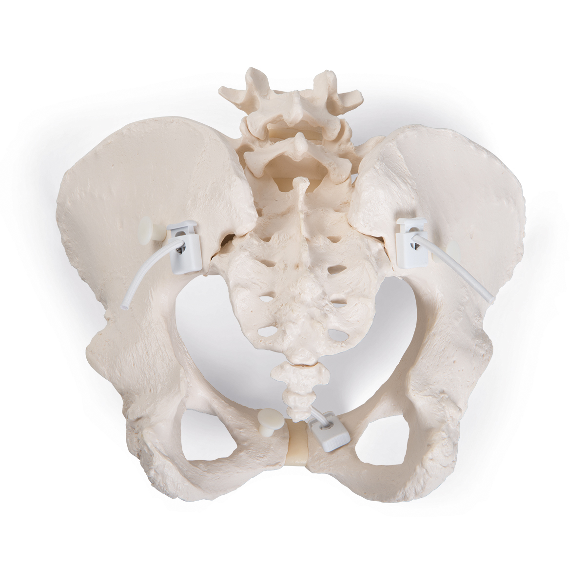 Flexible Human Female Pelvis Model, Flexibly Mounted - 3B Smart Anatomy ...