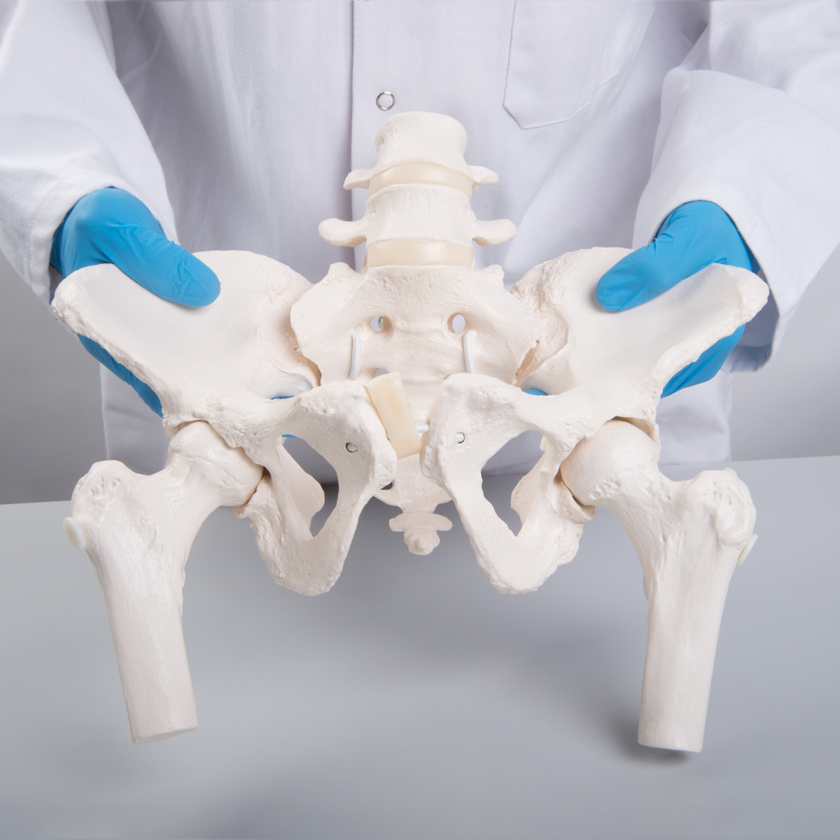 Flexible Human Female Pelvis Model with Femur Heads - 3B Smart Anatomy ...