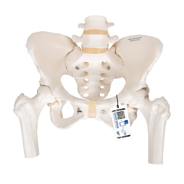 Anatomy Set Pelvis - SEM Trainers